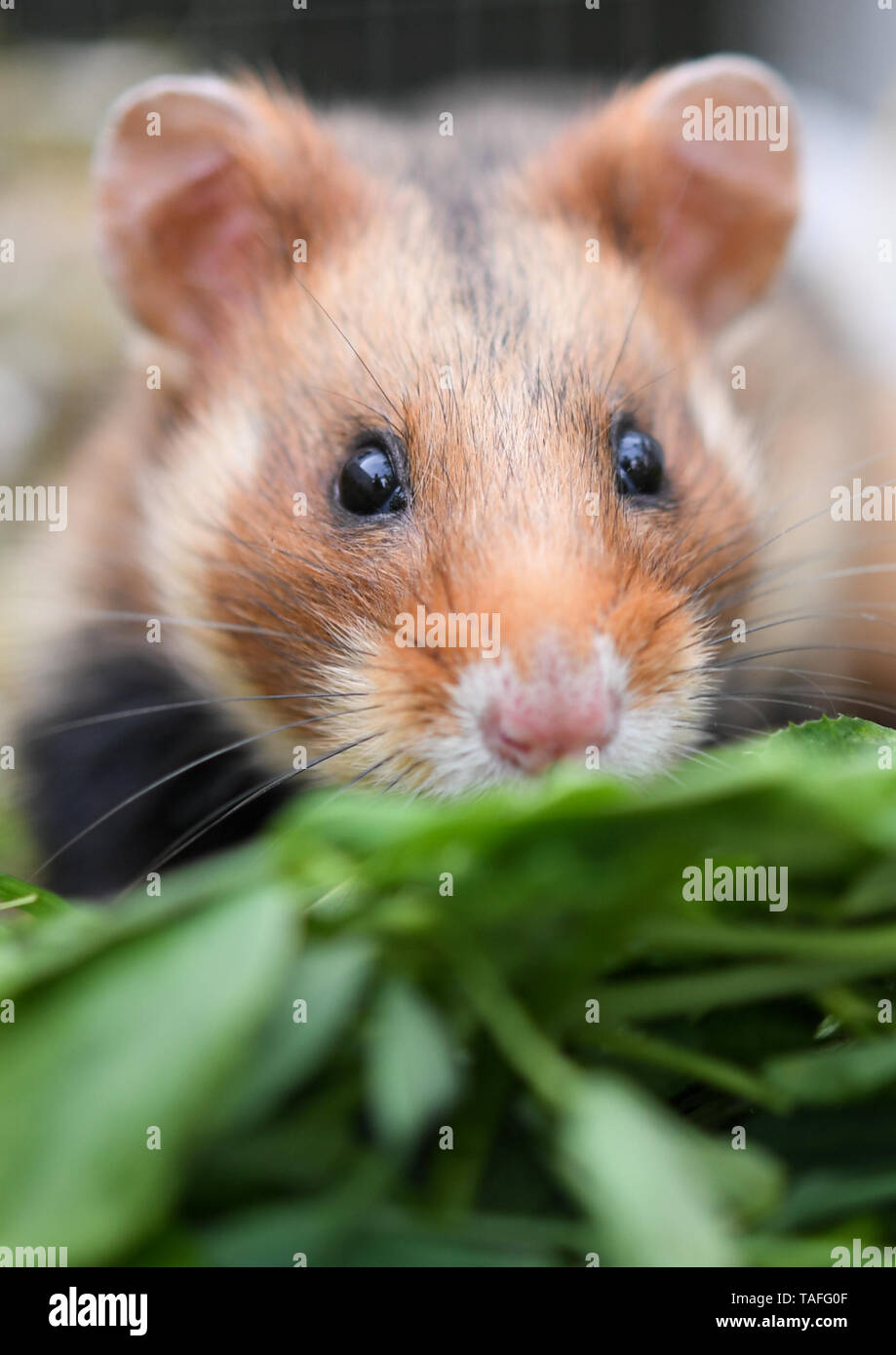 Niederdorfelden, Germany. 24th May, 2019. A female field hamster is ...