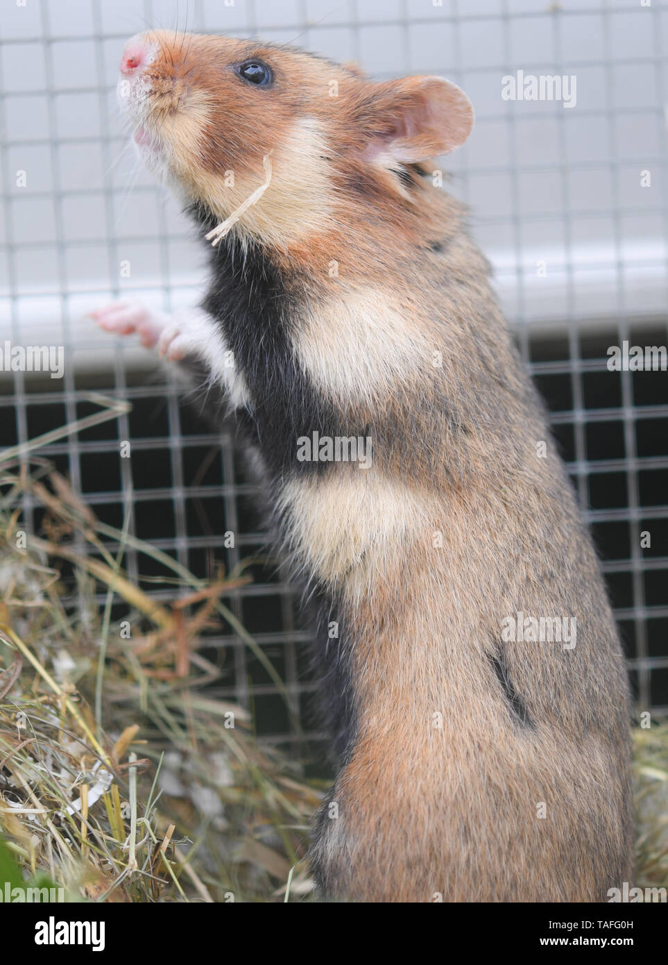 Niederdorfelden, Germany. 24th May, 2019. A female field hamster is ...