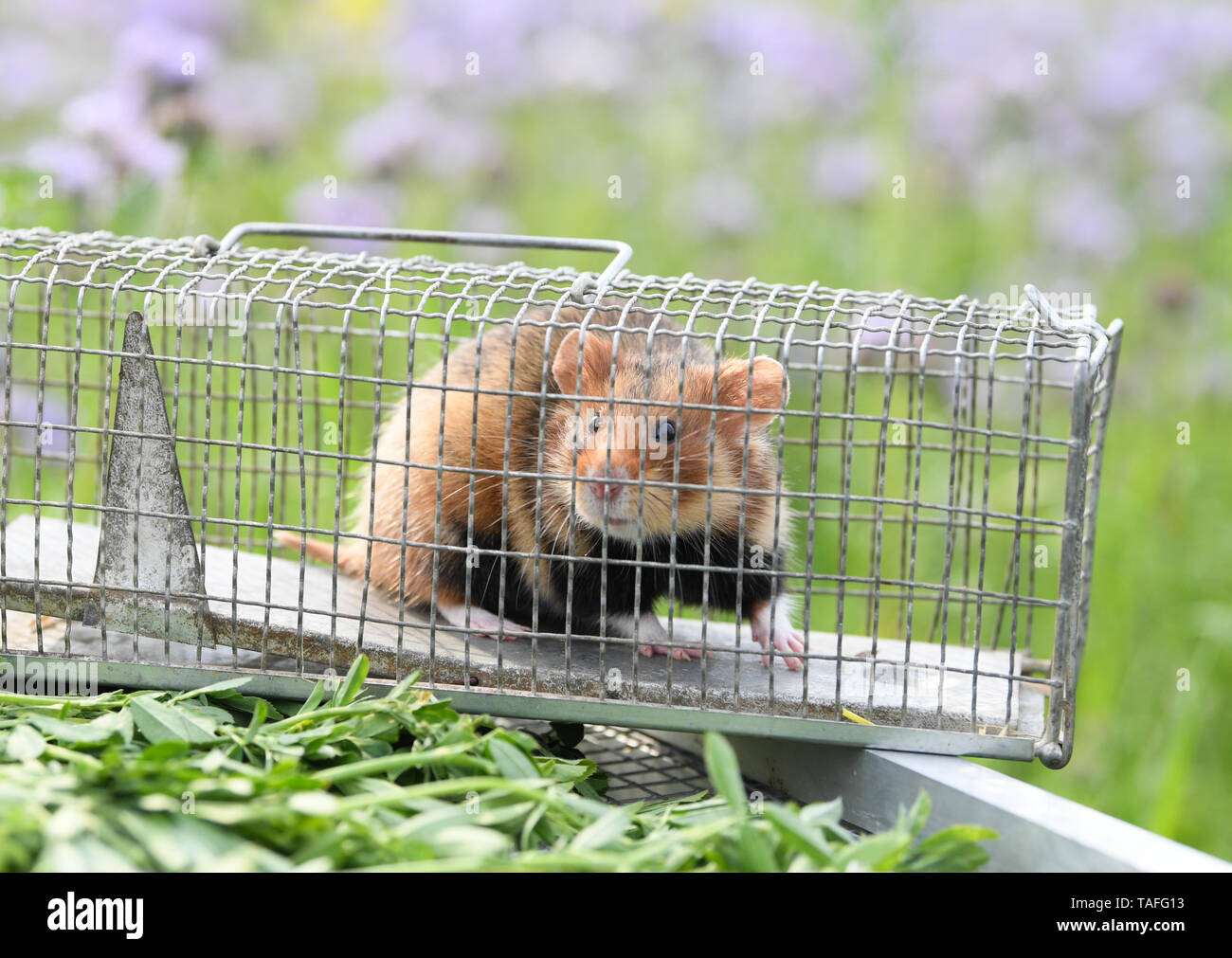 Human hamster cage hi-res stock photography and images - Alamy