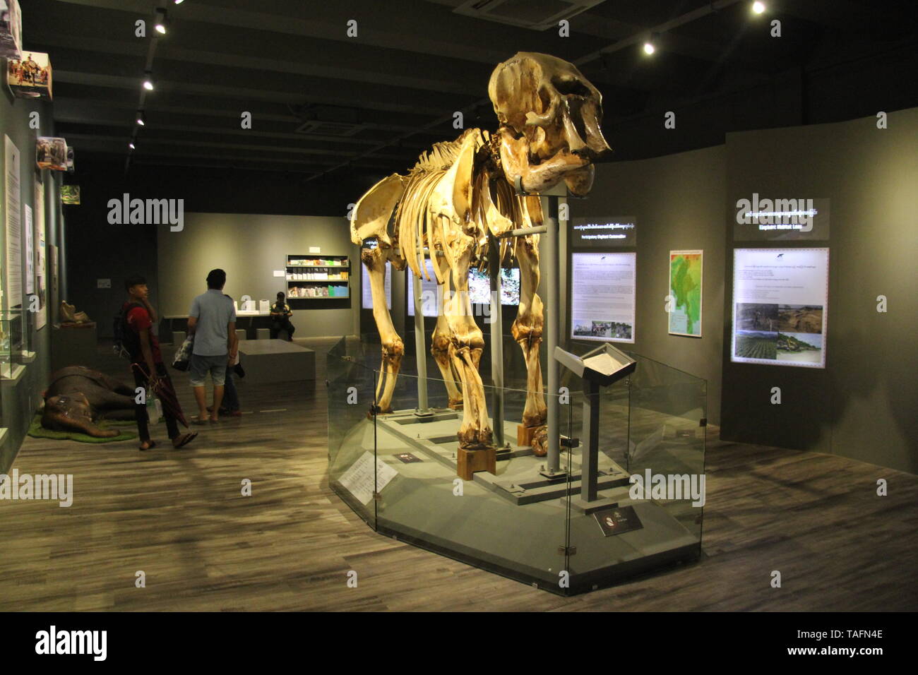Rangun, Myanmar. 08th Apr, 2019. The skeleton of an elephant is ...