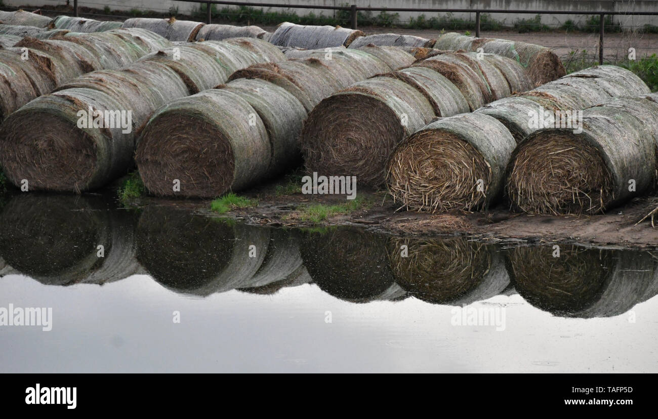 Wet and soak hay rolls lay in the flooded and muddy farms drenched in ...