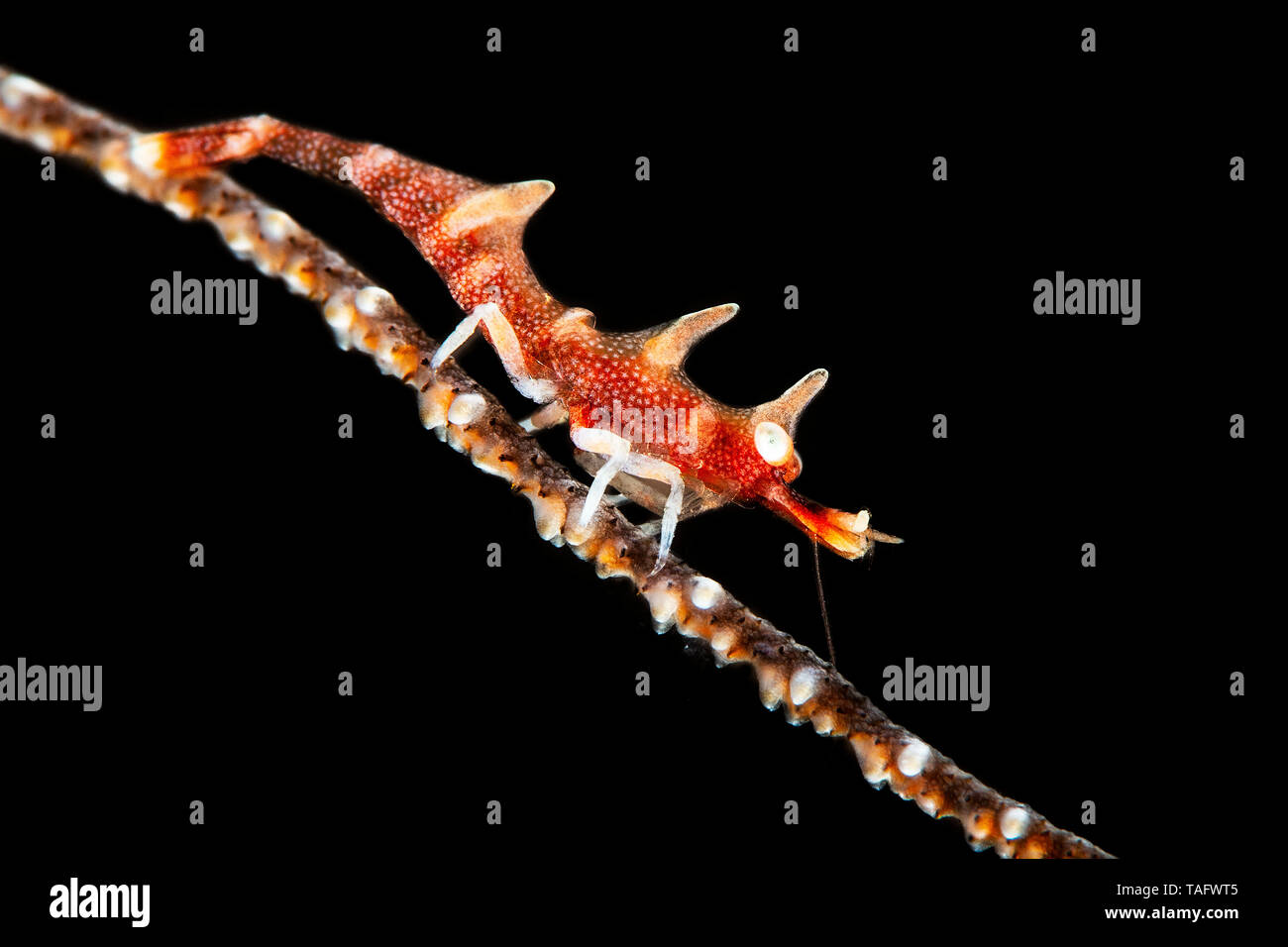 Dragon shrimp (Miropandalus hardingi) male over 70 meters deep, Mayotte ...