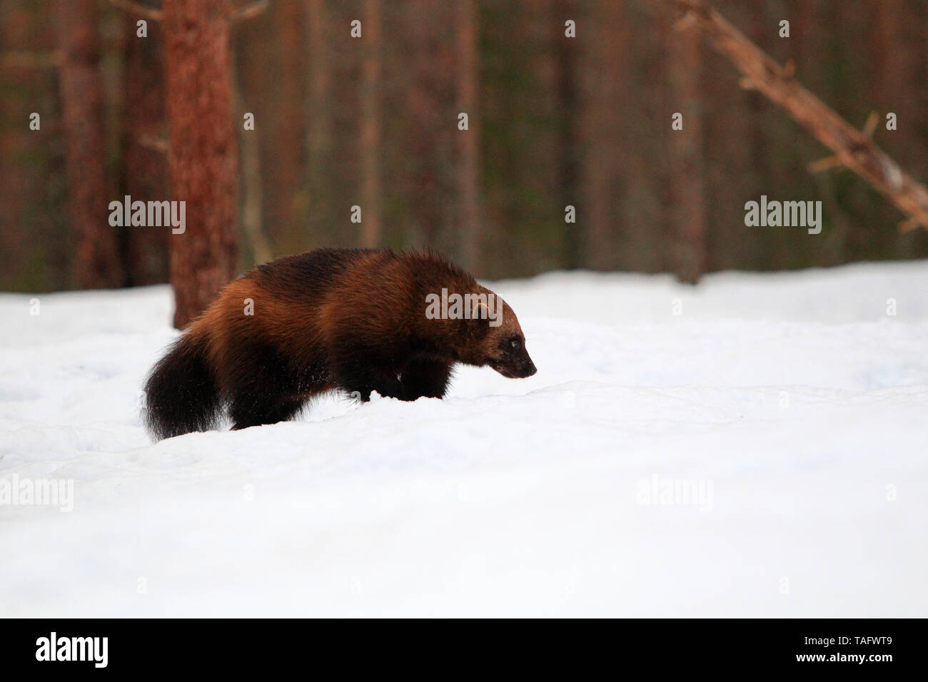 Wolverine (Gulo gulo) in the snow in the boreal forest Stock Photo - Alamy