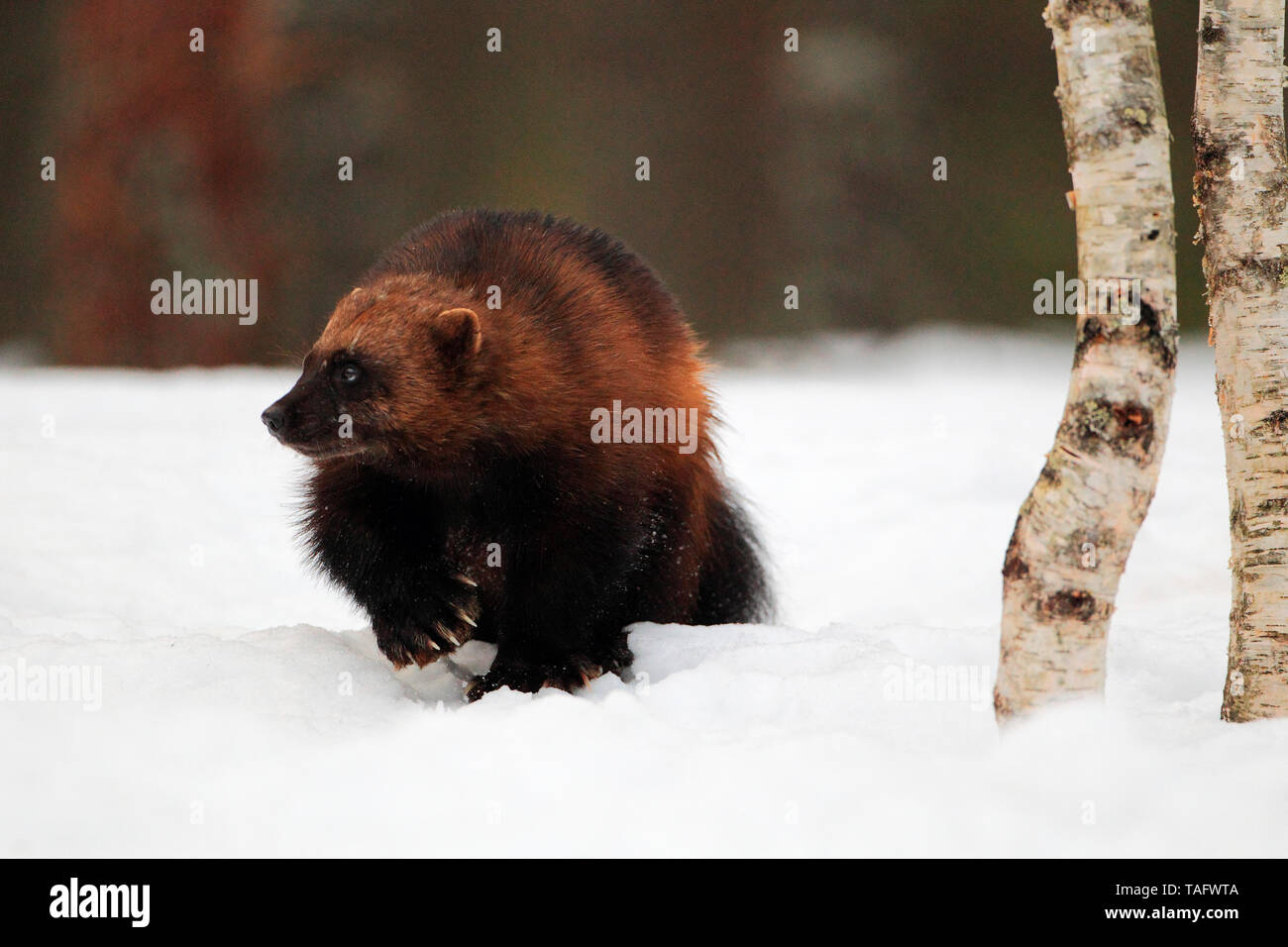 Snow covered wolverine hi-res stock photography and images - Alamy