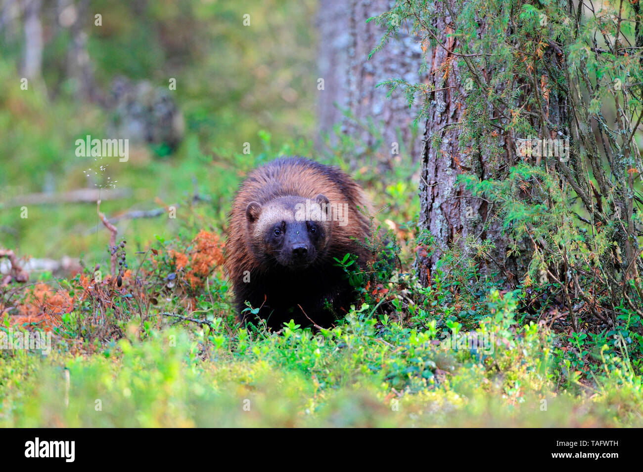 Wolverine (Gulo gulo) in the boreal forest Stock Photo - Alamy