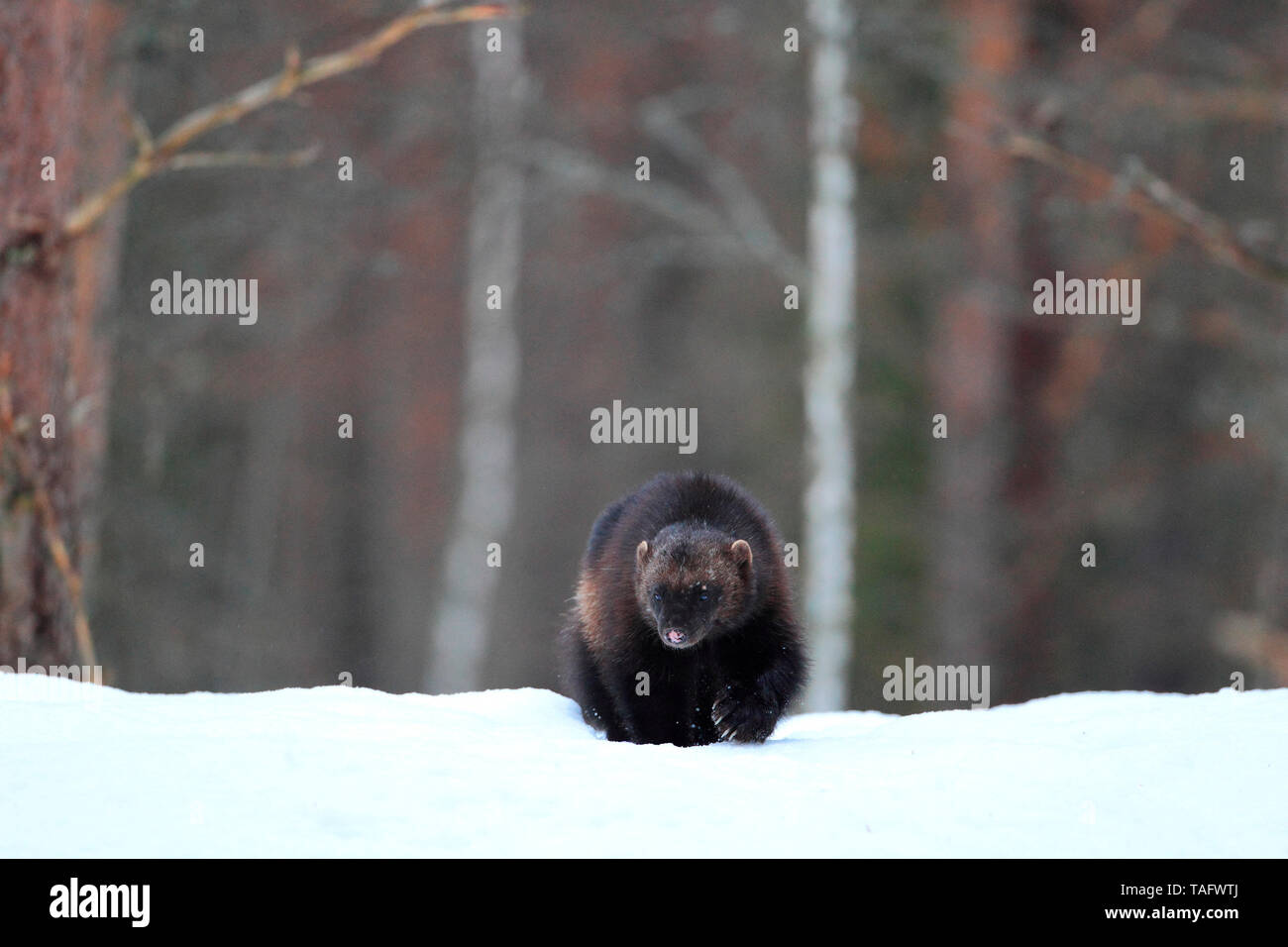 Wolverine in winter hi-res stock photography and images - Alamy