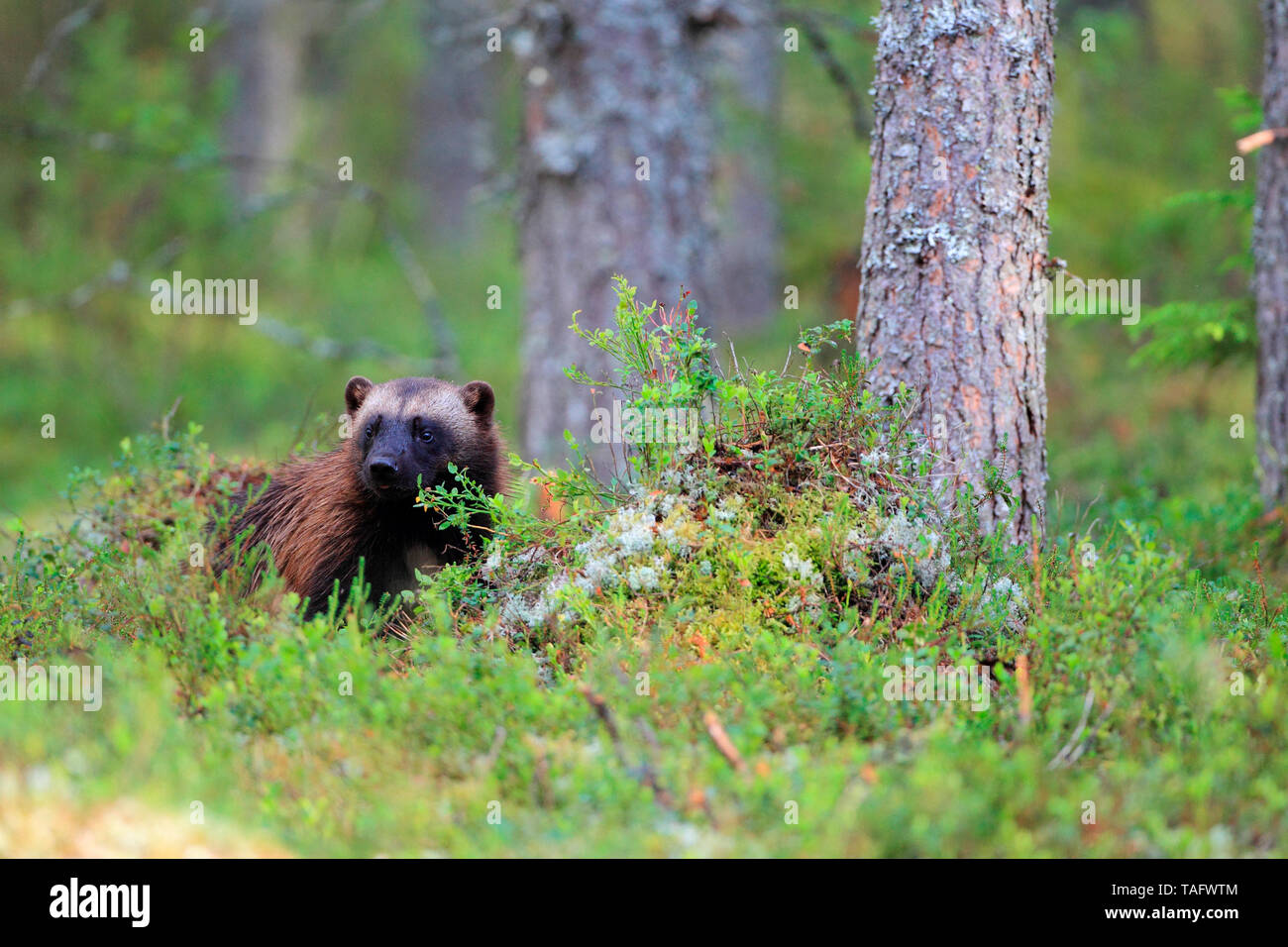 Wolverines in the wild hi-res stock photography and images - Alamy