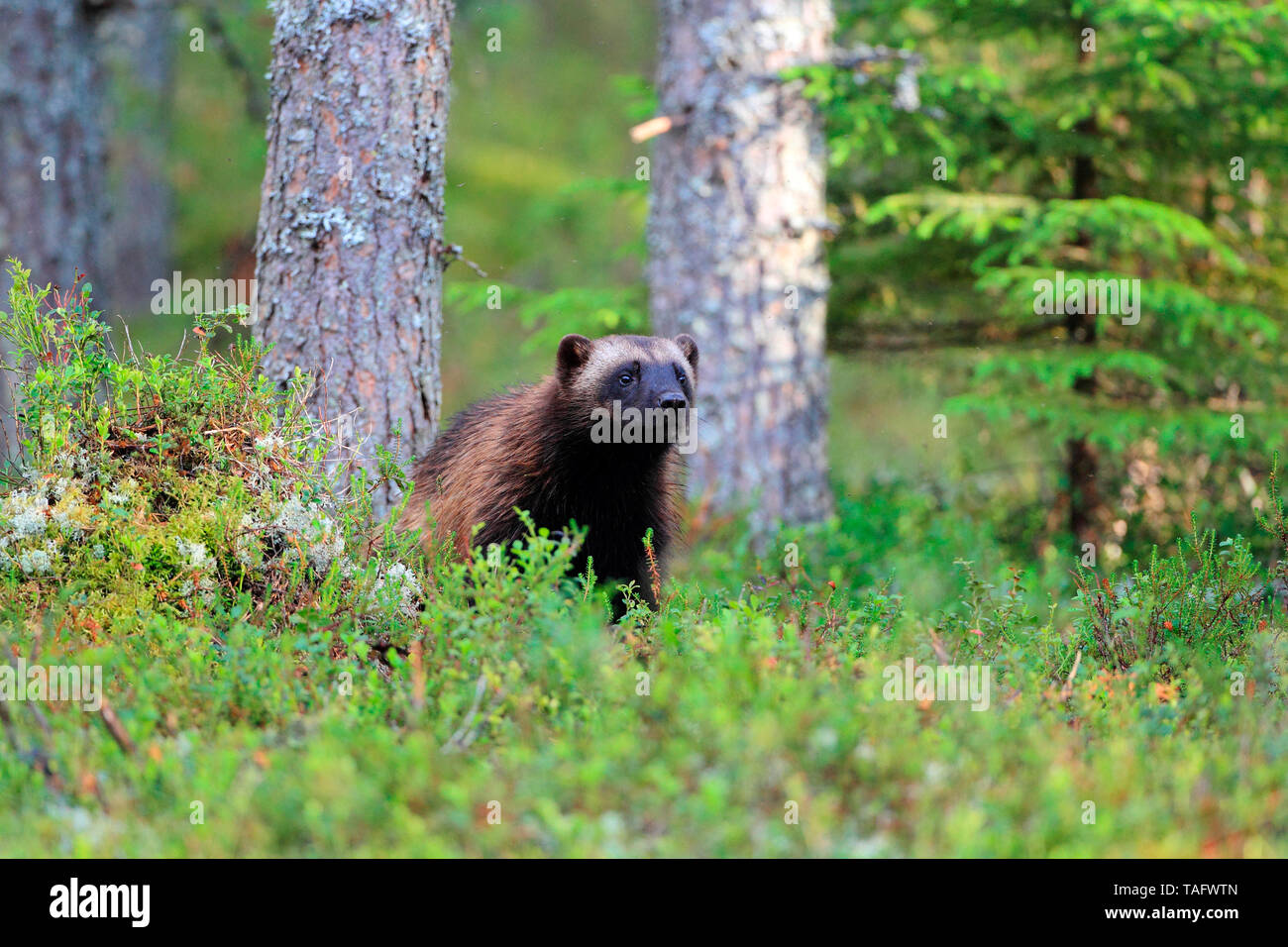 Wolverines in the wild hi-res stock photography and images - Alamy