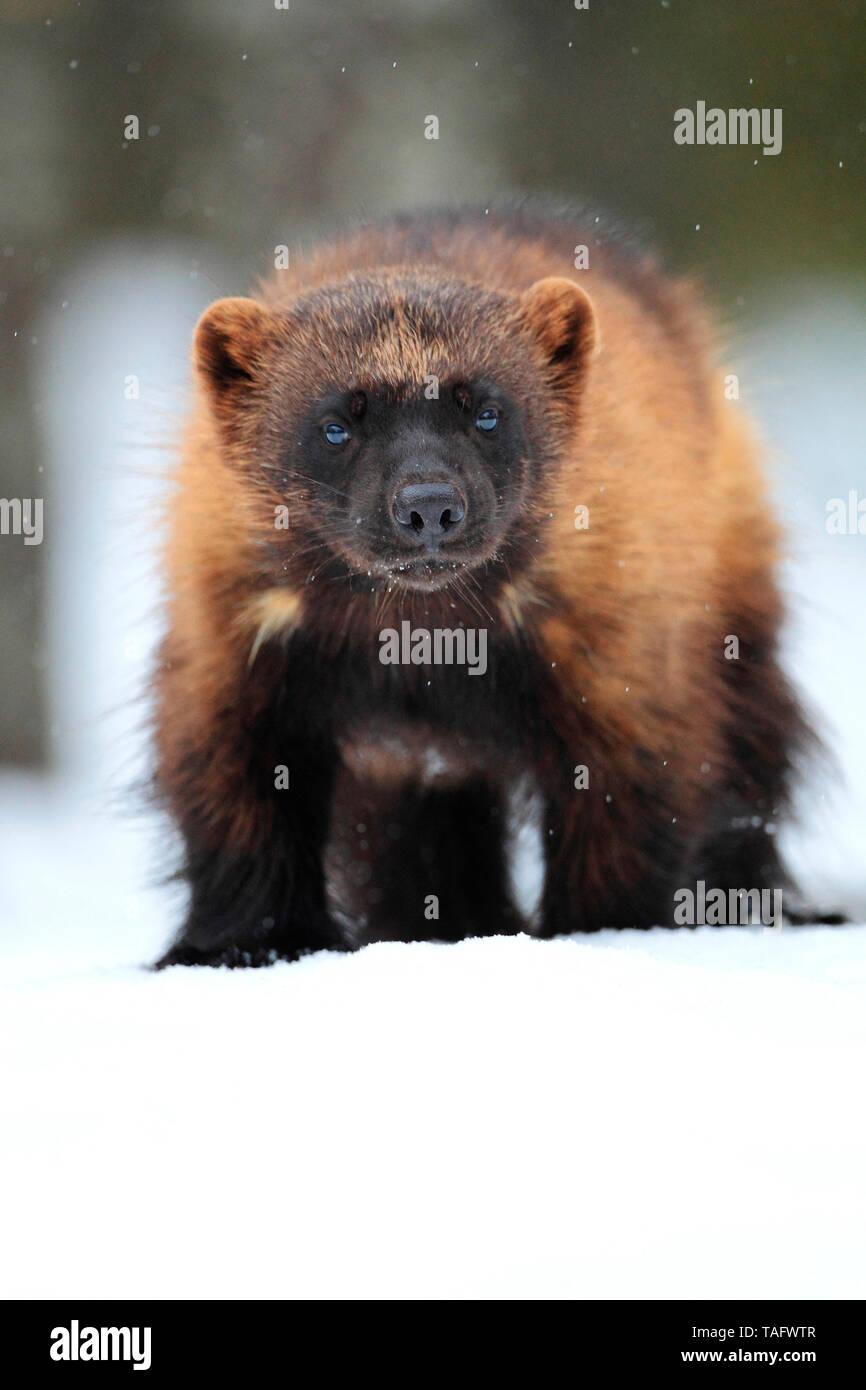 Wolverine (Gulo gulo) in the snow in the boreal forest Stock Photo - Alamy