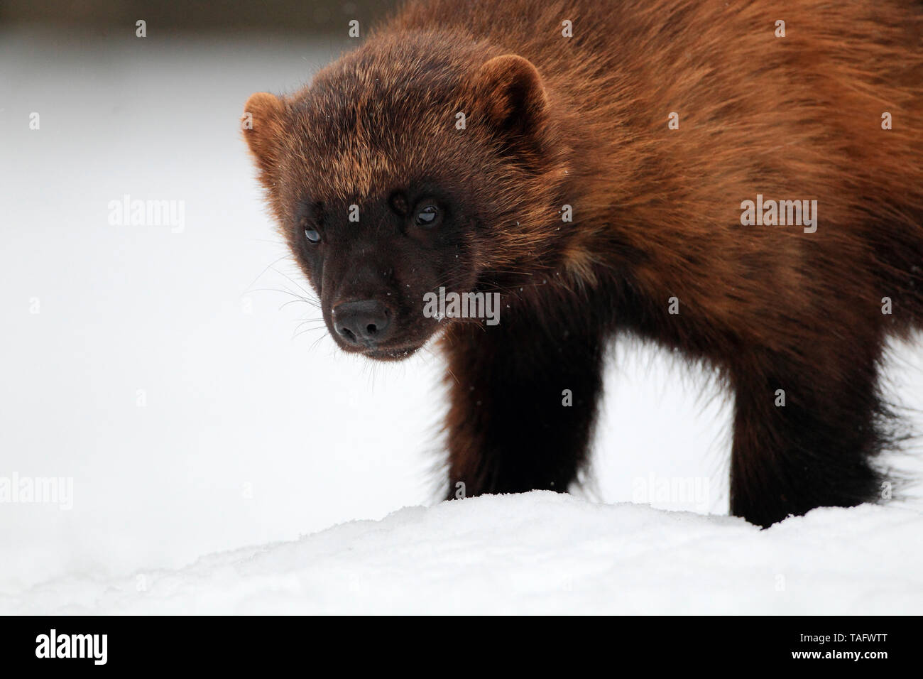 Wolverine (Gulo gulo) in the snow in the boreal forest Stock Photo - Alamy
