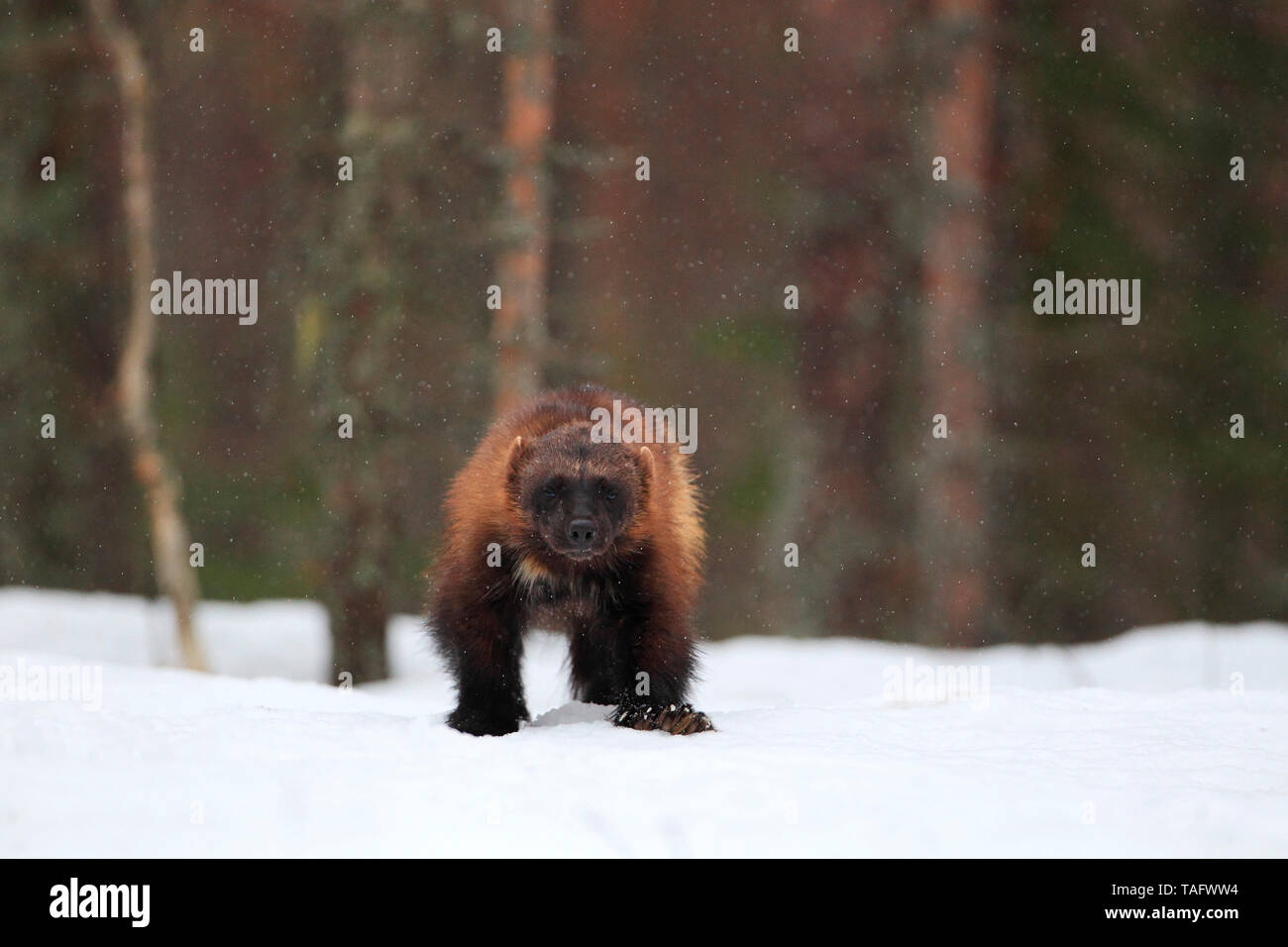 Wolverines in the wild hi-res stock photography and images - Alamy