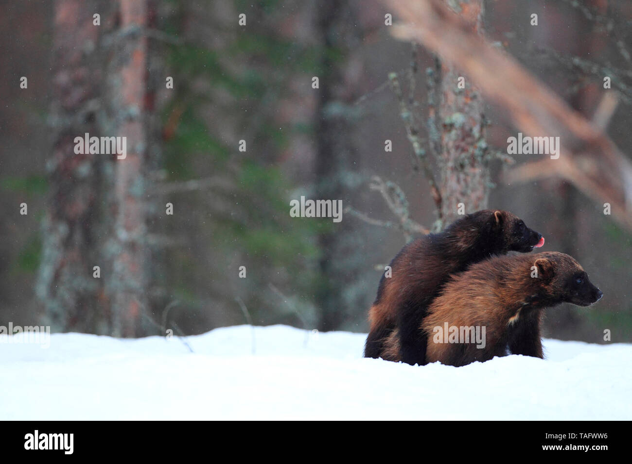 Wolverine (Gulo gulo) mating in the snow in the boreal forest Stock ...