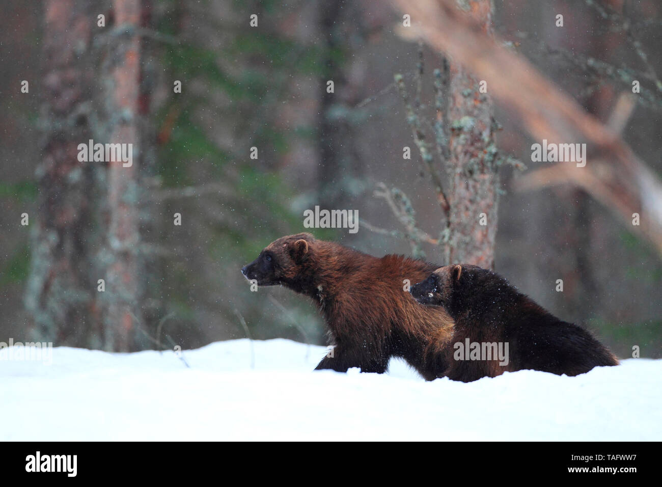 Wolverine (Gulo gulo) couple in the snow in the boreal forest Stock ...