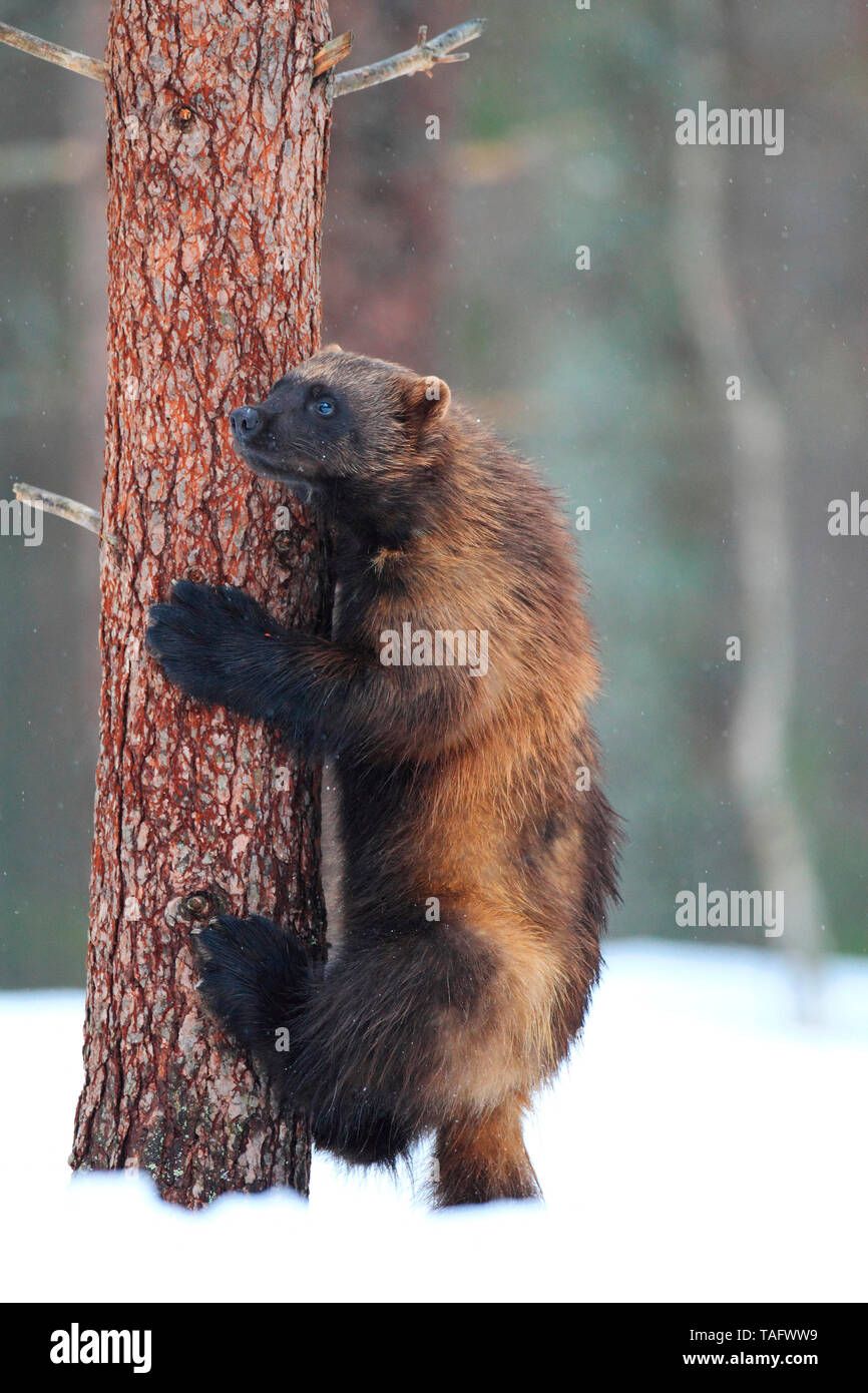 Baby gulo gulo hi-res stock photography and images - Alamy