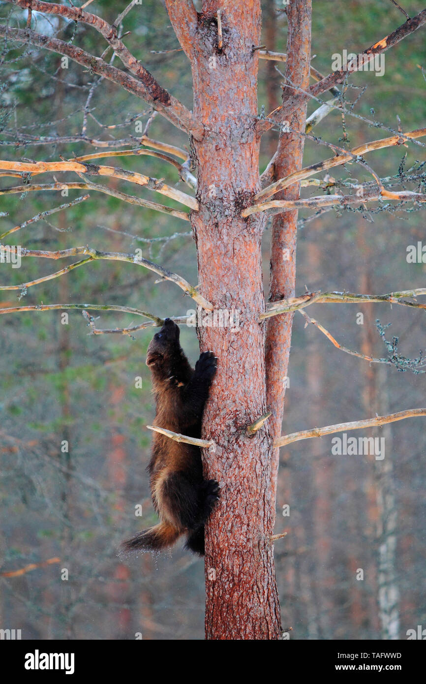 Wolverine climb up a tree hi-res stock photography and images - Alamy