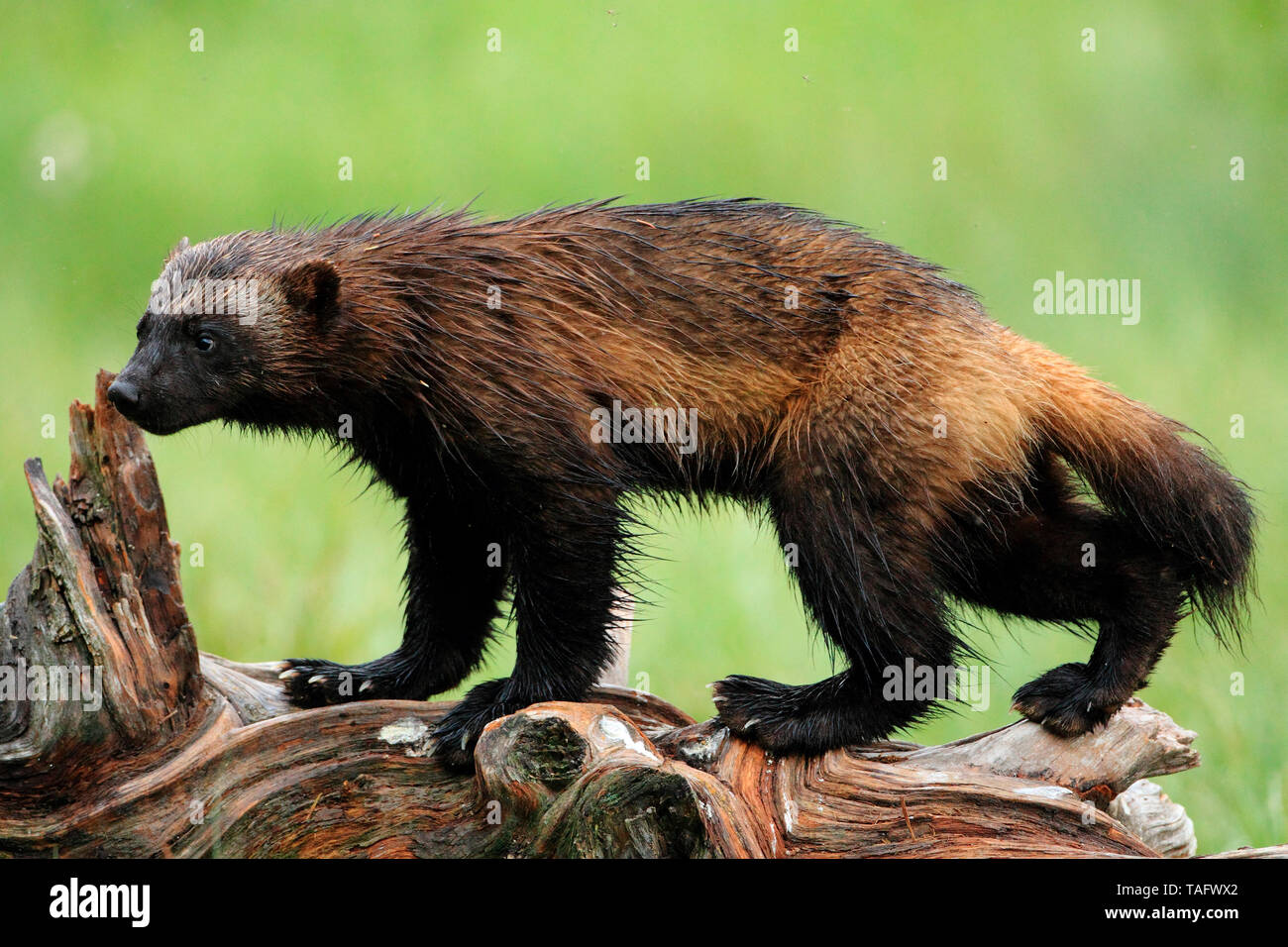 Wolverine (Gulo gulo) on a stump in the boreal forest Stock Photo - Alamy