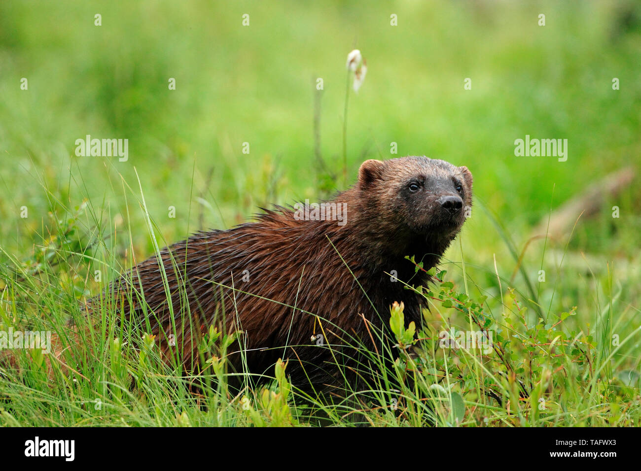 Wolverines in the wild hi-res stock photography and images - Alamy