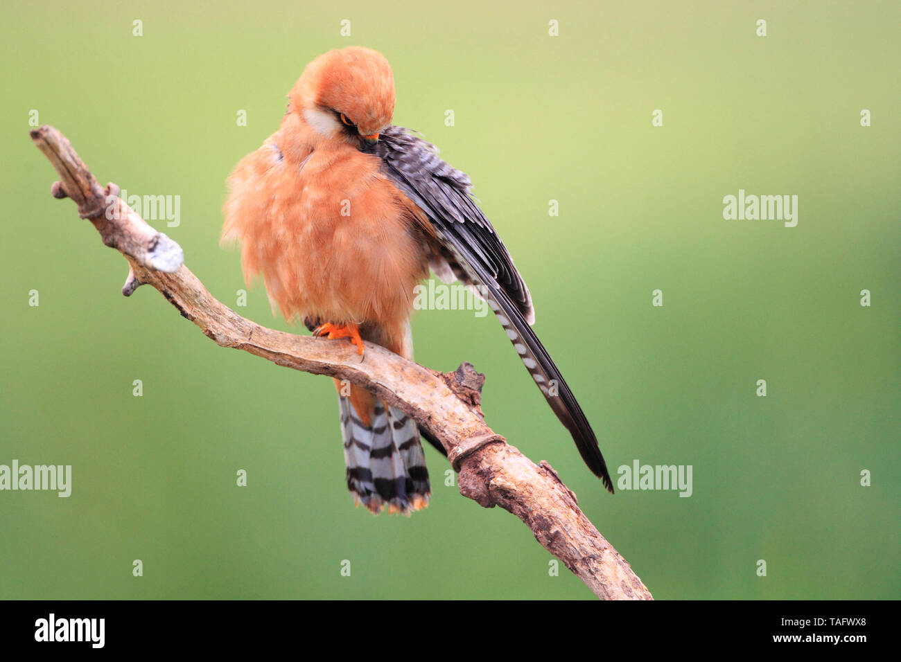 Feathers Falconidae High Resolution Stock Photography and Images - Alamy