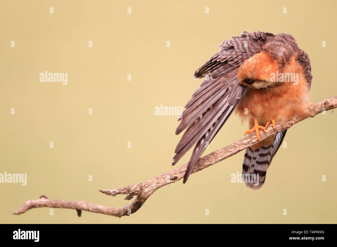 Feathers falconidae hi-res stock photography and images - Alamy