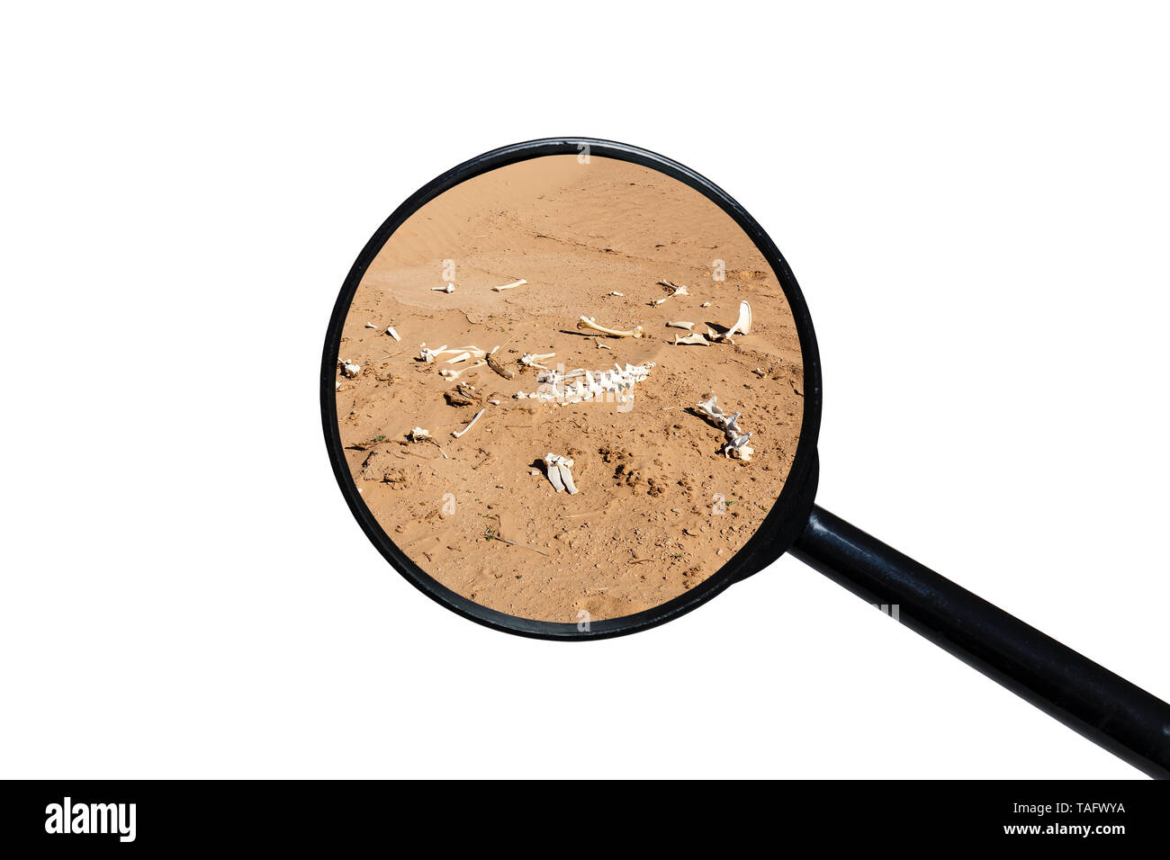 bones of an animal in the desert, view through a magnifying glass ...