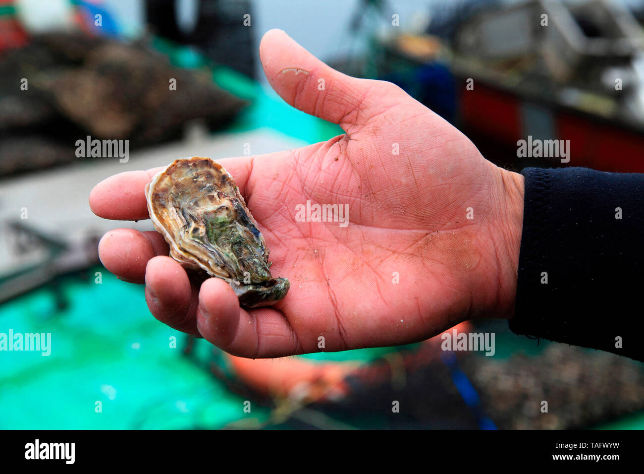 Oyster of Bouzigues in the hand of an oyster farmer, Etang de Thau ...