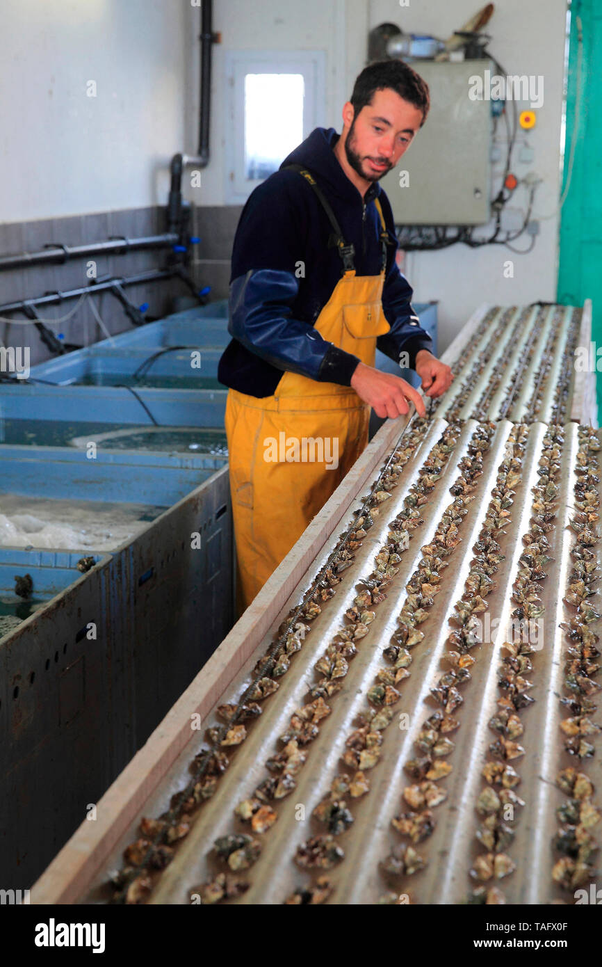 Establishment of oyster spat at an oyster farmer Etang de Thau, France ...