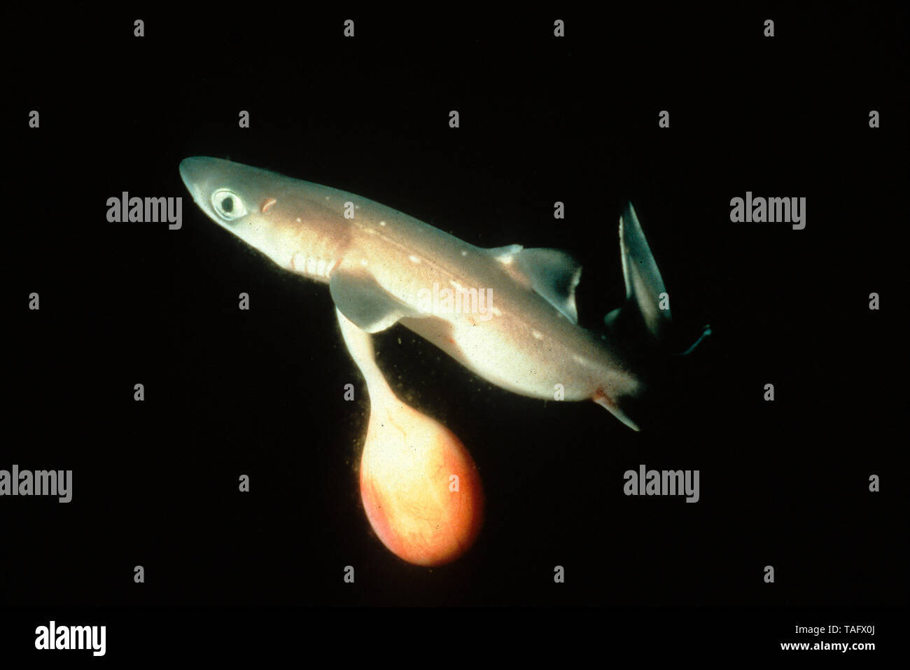 Young shark with his placenta Stock Photo - Alamy