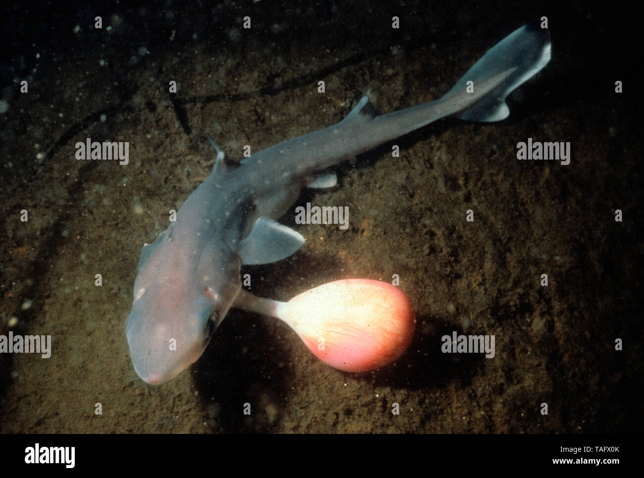 Shark baby born hi-res stock photography and images - Alamy