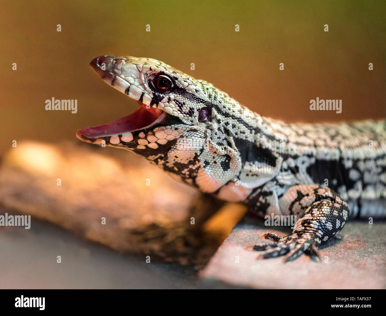 Lizard opening mouth hi-res stock photography and images - Alamy