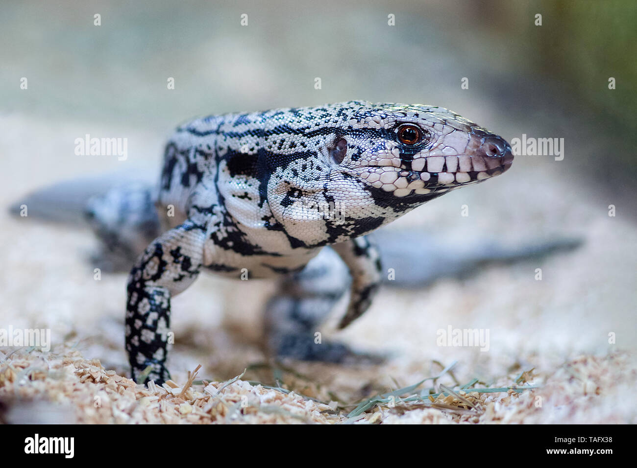 Argentine Tegu (Salvator merianae) walking in a terrarium, France Stock ...