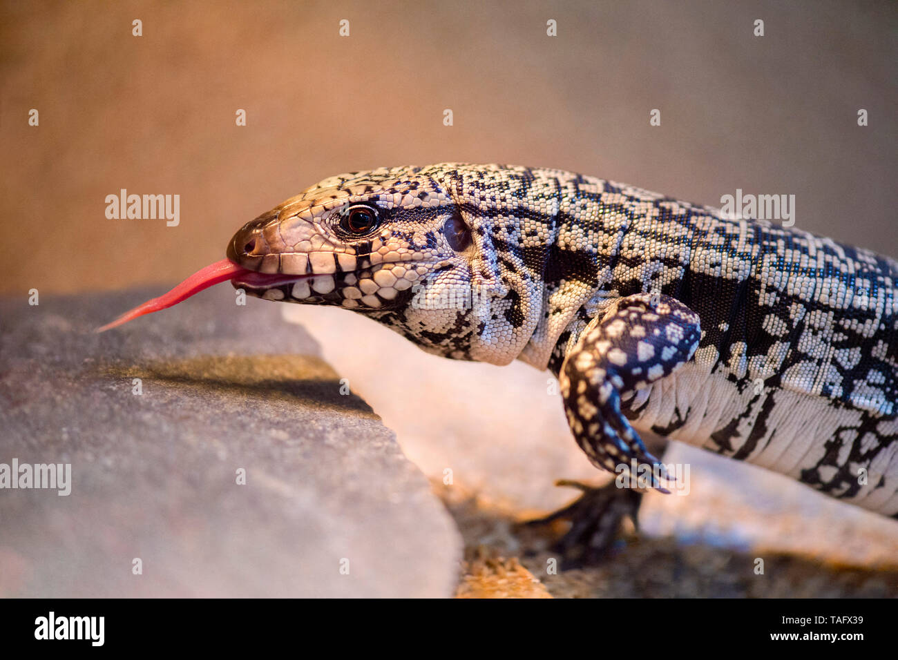 Argentine Tegu Salvator Merianae High Resolution Stock Photography and ...