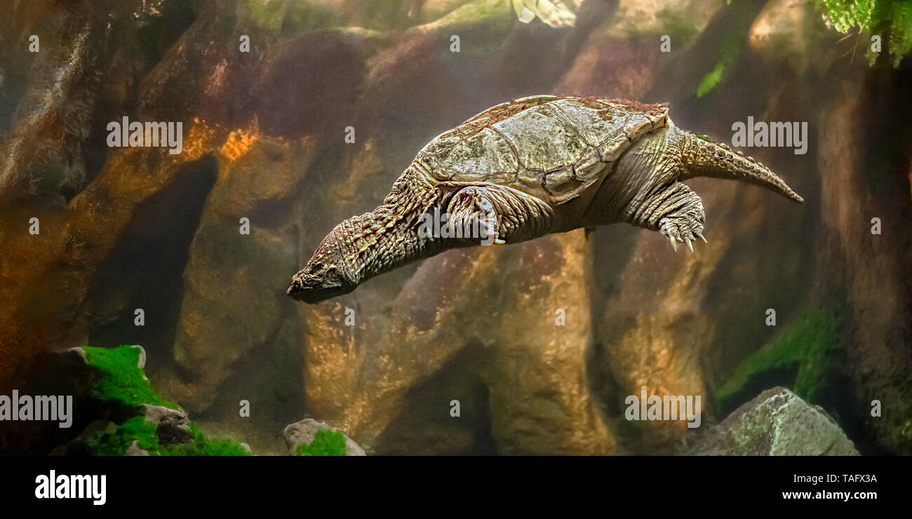 Chelydridae High Resolution Stock Photography and Images - Alamy