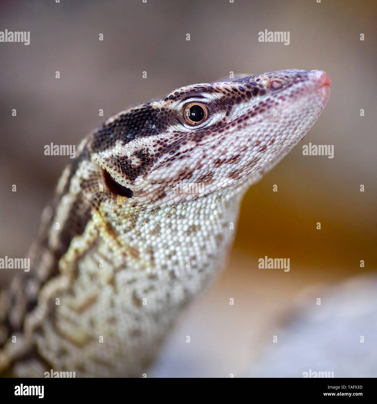 Portrait of Ridge-tailed Monitor (Varanus acanthurus) in a terrarium, France Stock Photo - Alamy