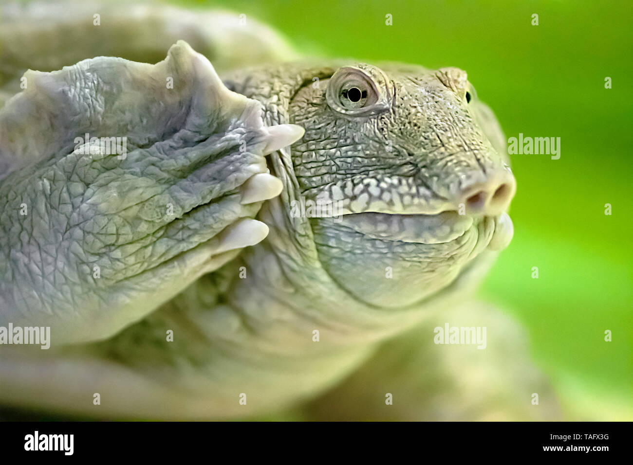 Portrait of Spiny Softshell Turtle (Apalone spinifera) in an aquarium ...