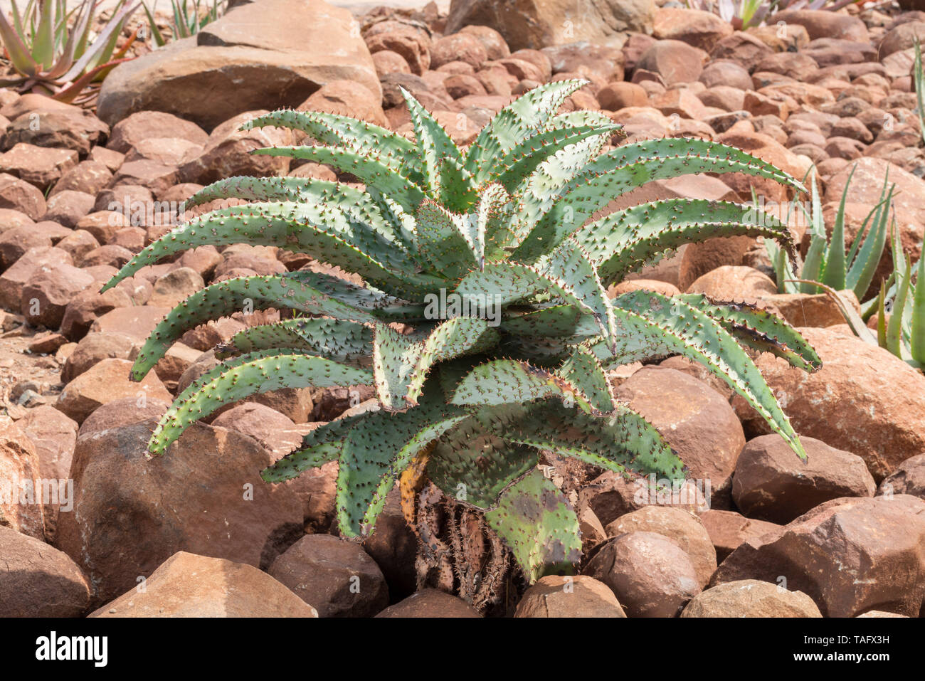 Mountain Aloe (Aloe marlothii), KwaZulu-Nata, South Africa Stock Photo ...