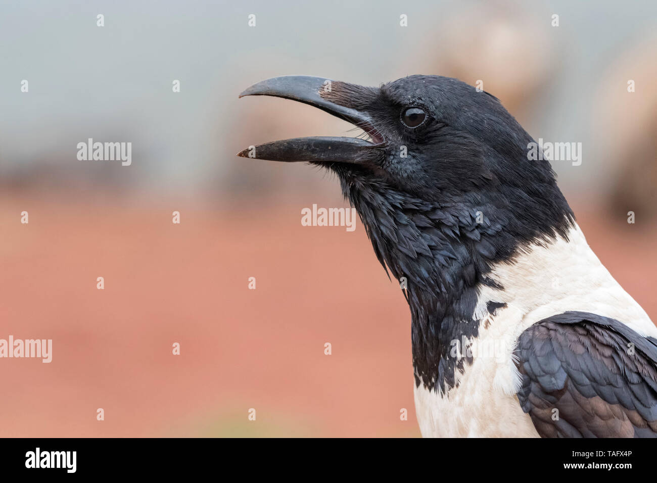 Pied Crow (Corvus albus) shouting, KwaZulu-Natal, South Africa Stock ...