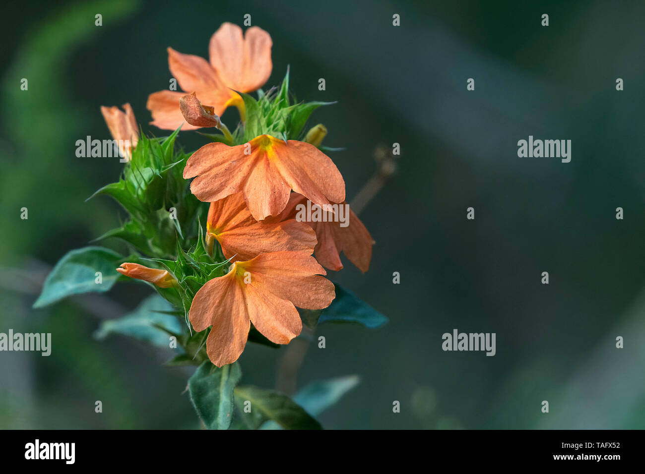 Firecracker Flower (Crossandra infundibuliformis),Santa-Lucia Peninsula ...