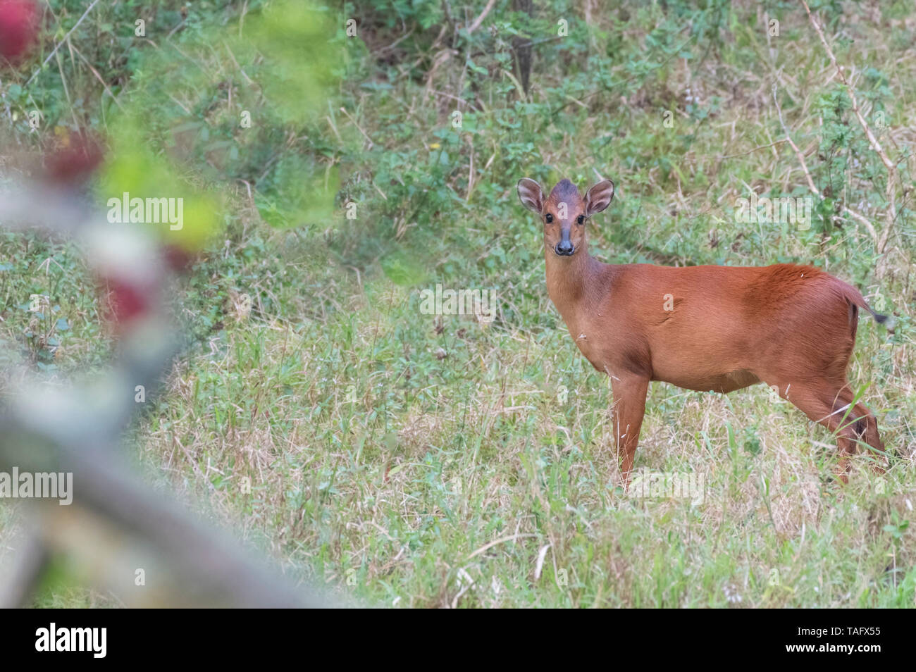 Red Duiker (Cephalophus natalensis), Santa-Lucia Peninsula, KwaZulu ...