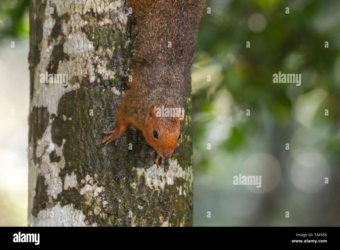 Ngoye Forest Red bush squirrel (Paraxerus palliatus ornatus), KwaZulu ...
