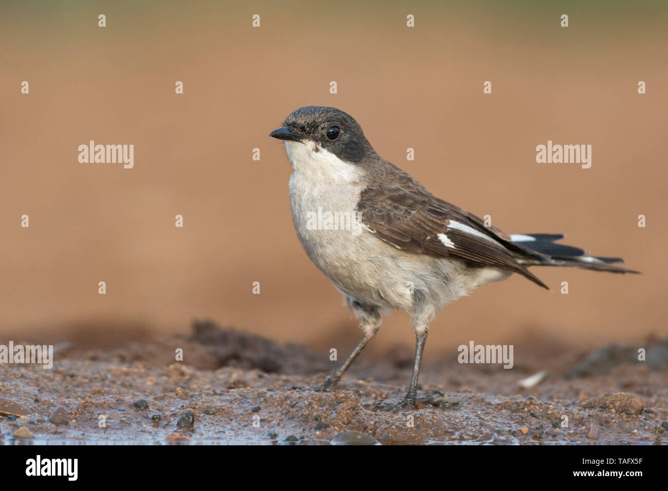 Flycatcher sp hi-res stock photography and images - Alamy