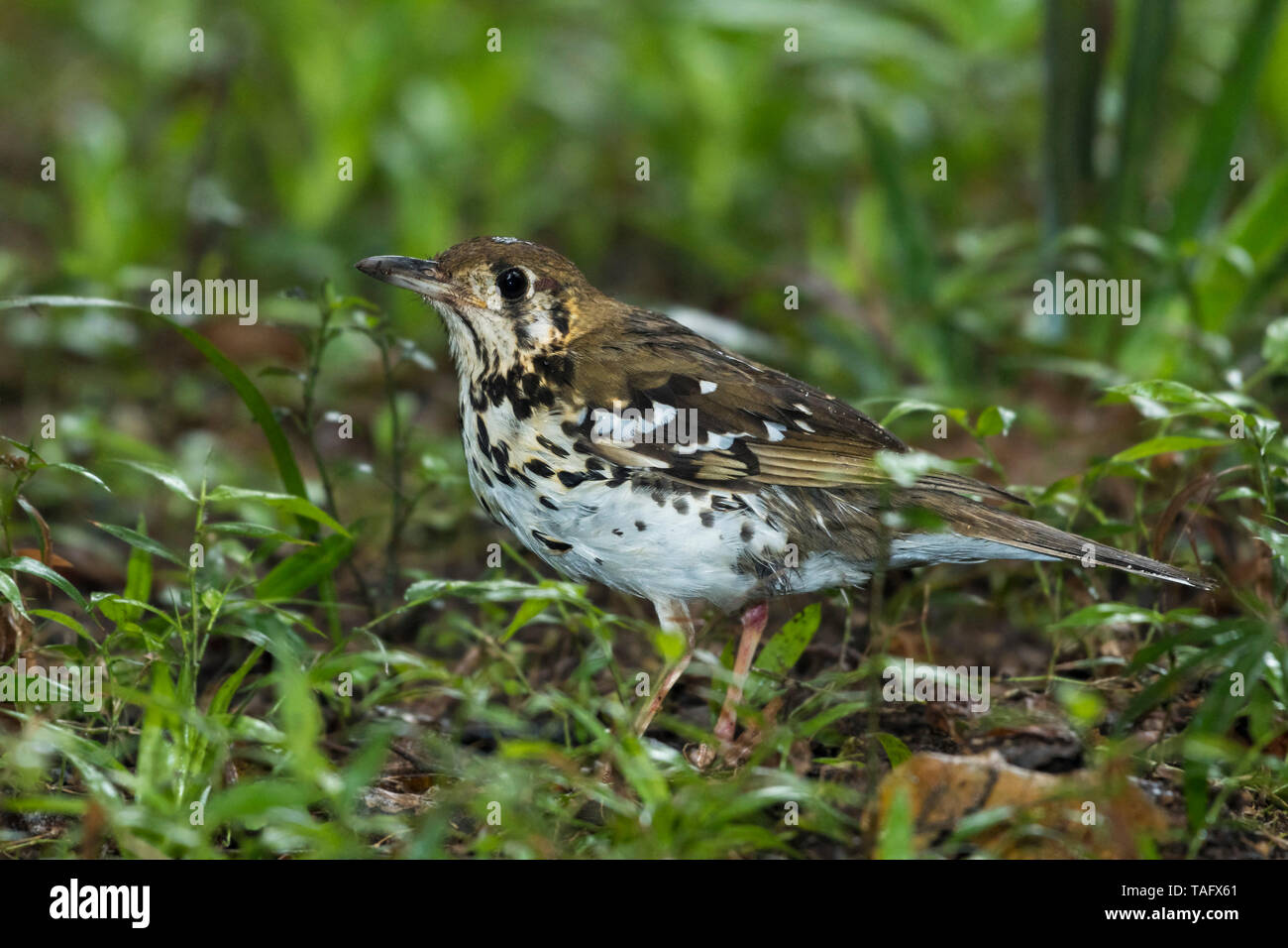 Spotted Ground-thrush (Geokichla guttata) on ground, Dlinza Forest ...