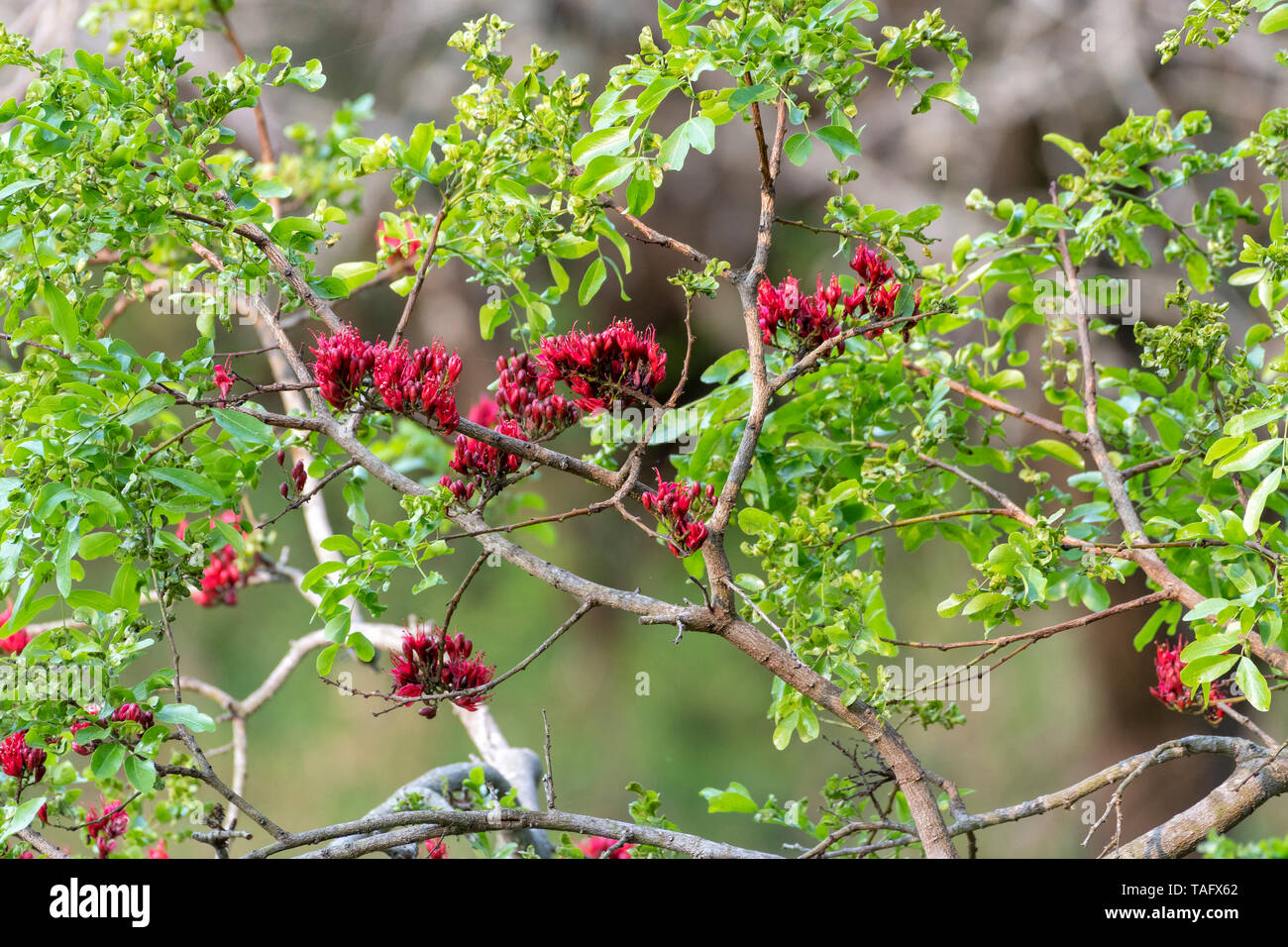 Weeping Boer Bean (Schotia brachypetala), Santa-Lucia Peninsula ...