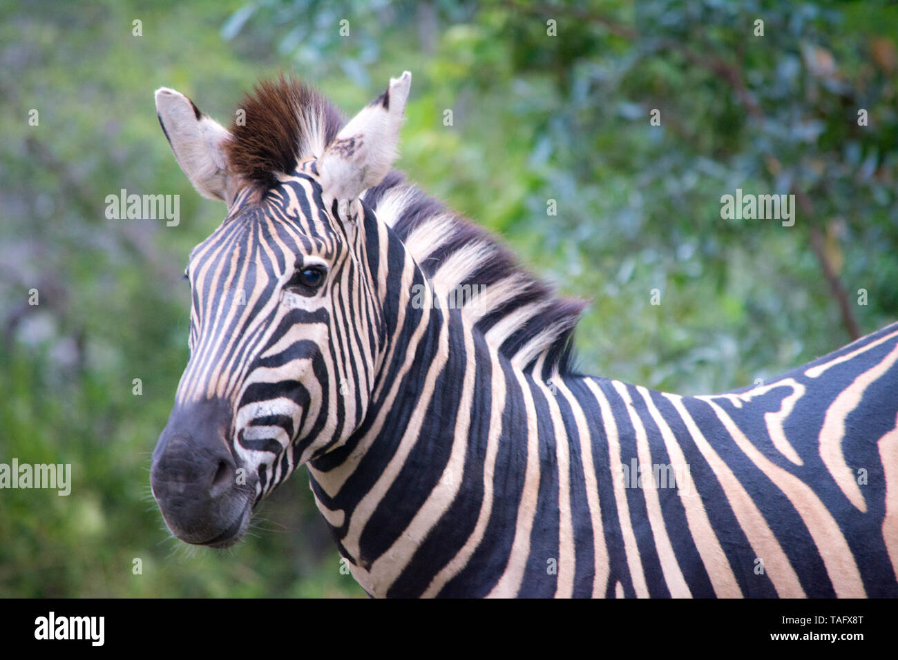 Zebra in the african savannah hi-res stock photography and images - Alamy