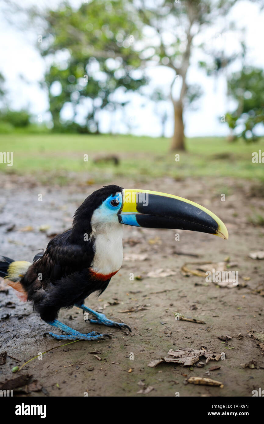 Toucan at an animal shelter on the riverbank of the Amazon River near ...