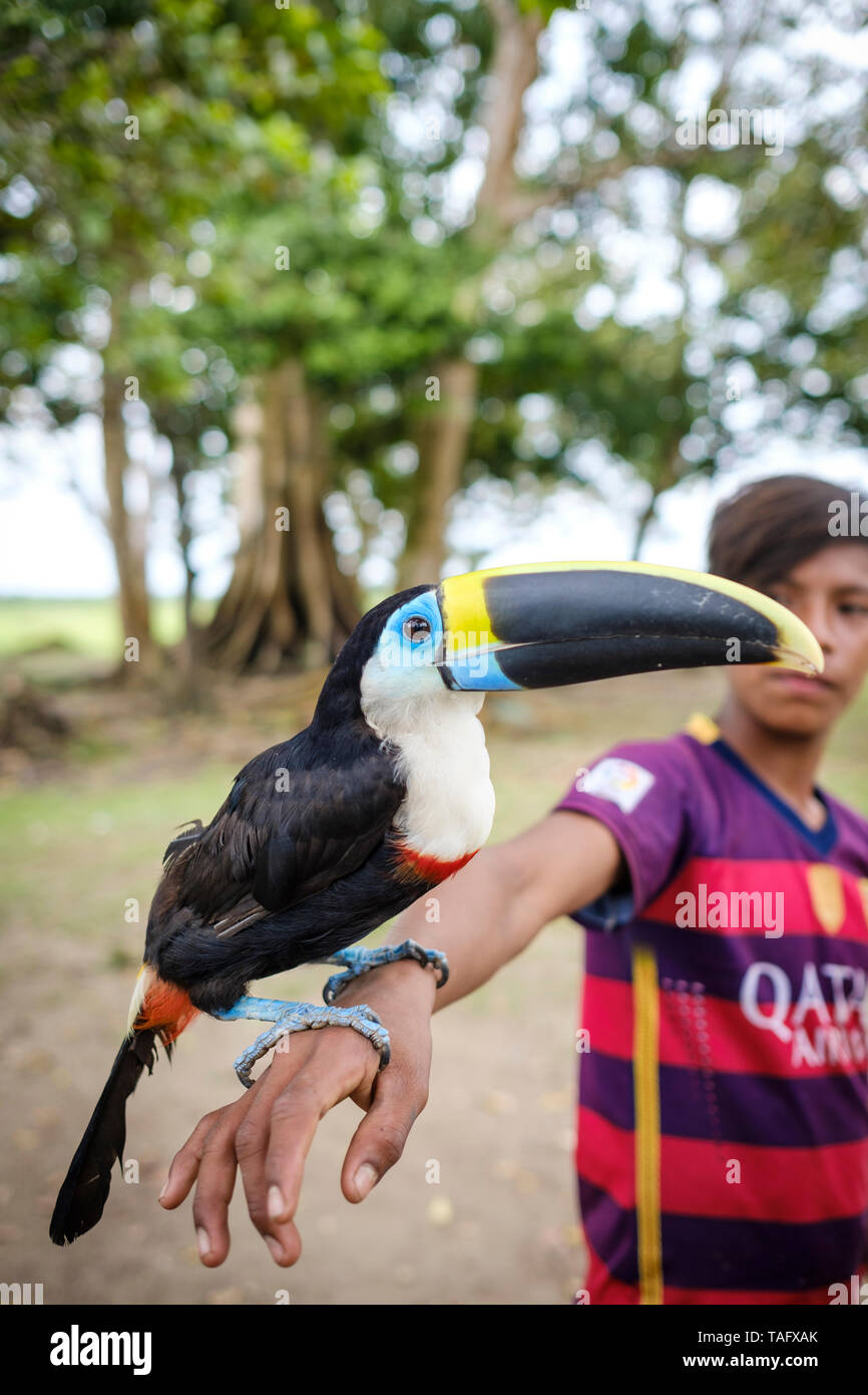 Friendly toucan at an animal shelter on the riverbank of the Amazon ...