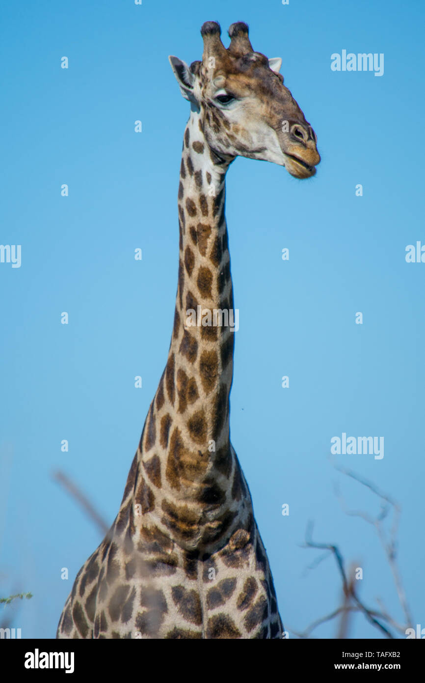 Long neck head giraffe hi-res stock photography and images - Alamy