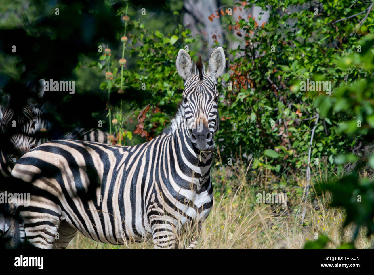 Zebra in the African savannah Stock Photo - Alamy