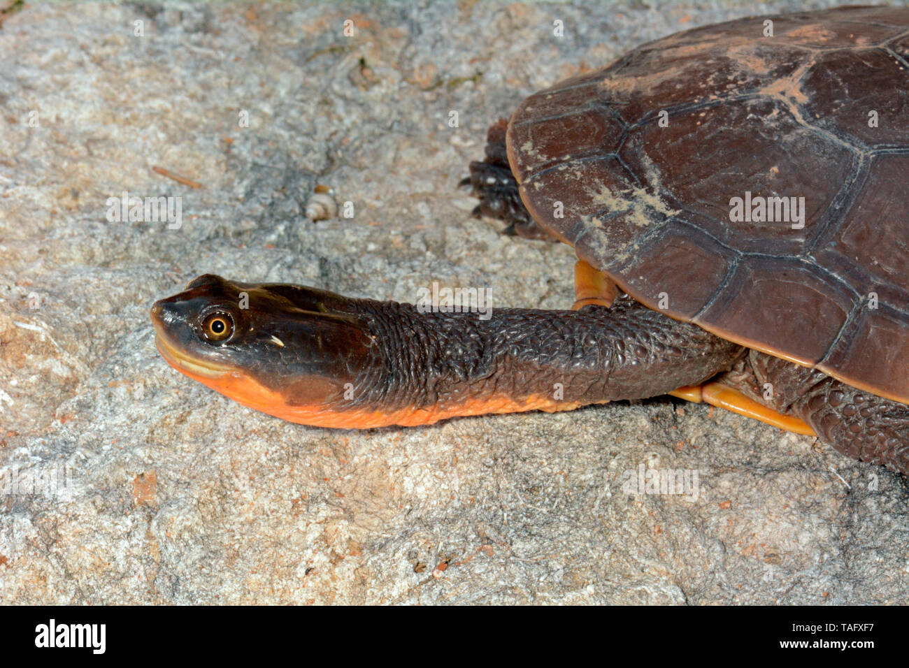 Turtle portraits hi-res stock photography and images - Alamy