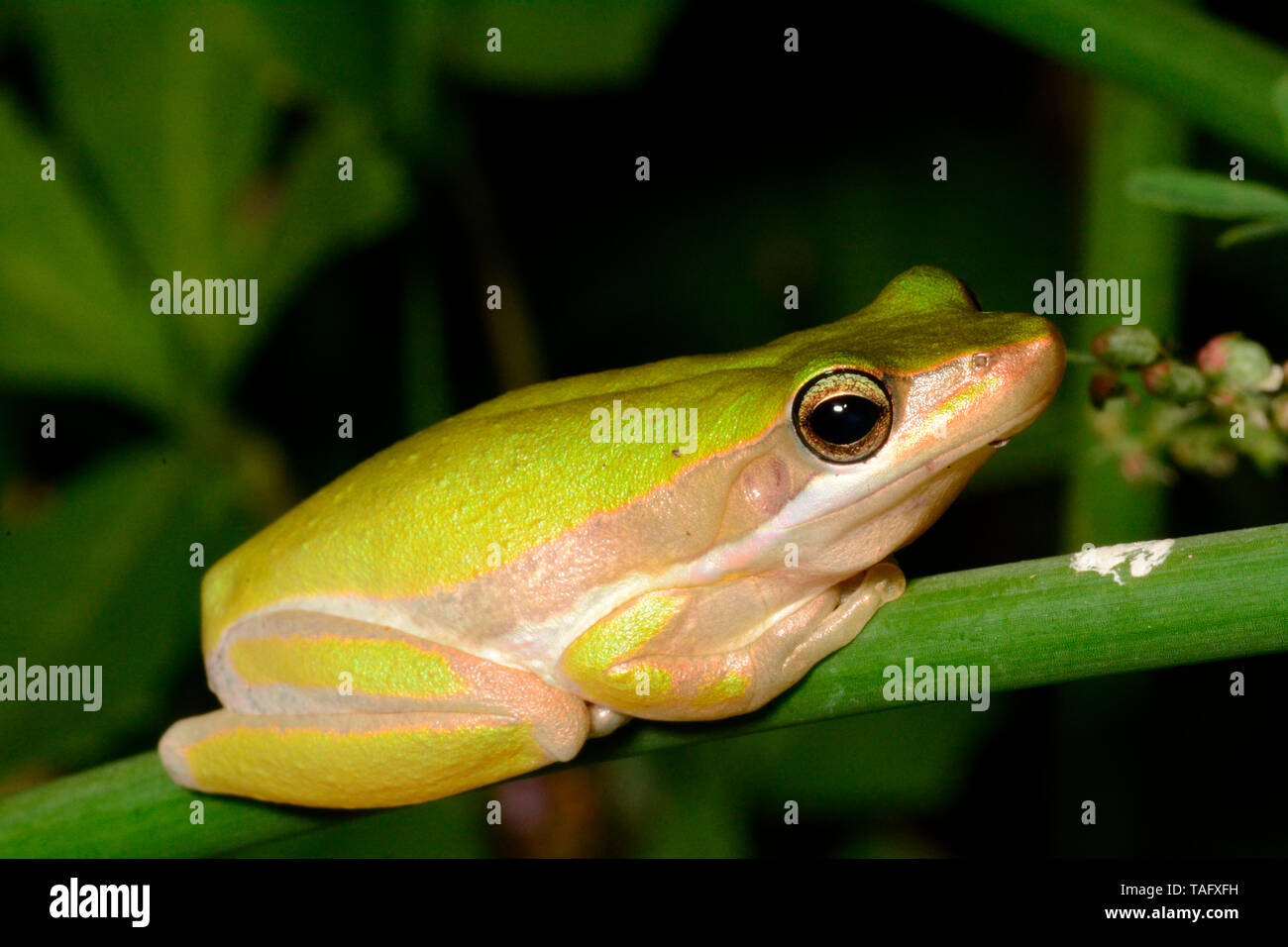 Litoria adelaidensis hi-res stock photography and images - Alamy
