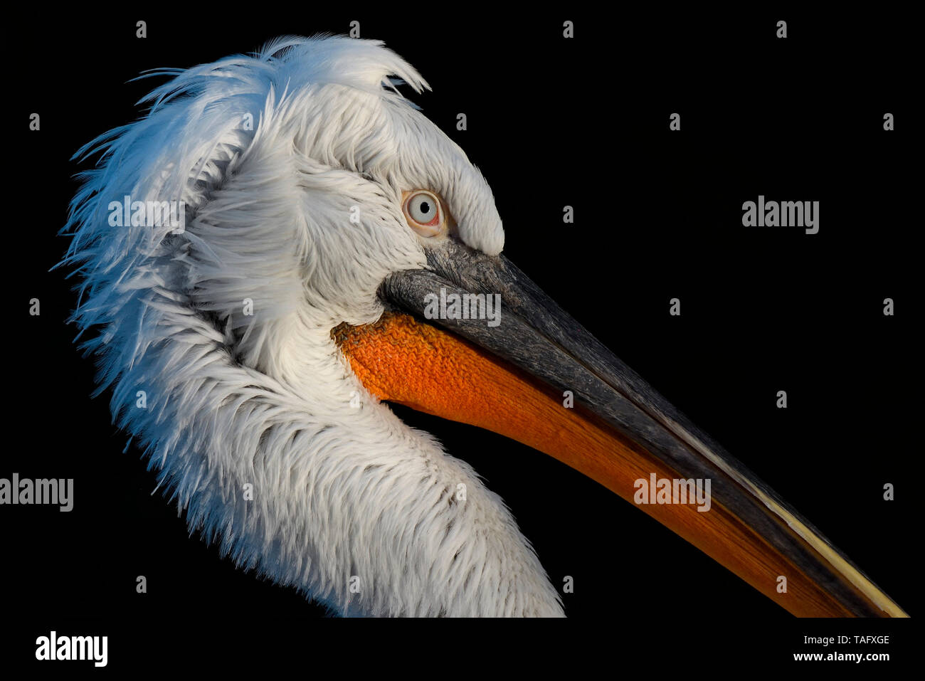 Largest of the pelican species hi-res stock photography and images - Alamy